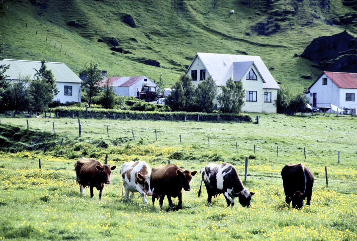 Does Iceland Need New Cows To Keep Up With Demand For Skyr? : The Salt ...