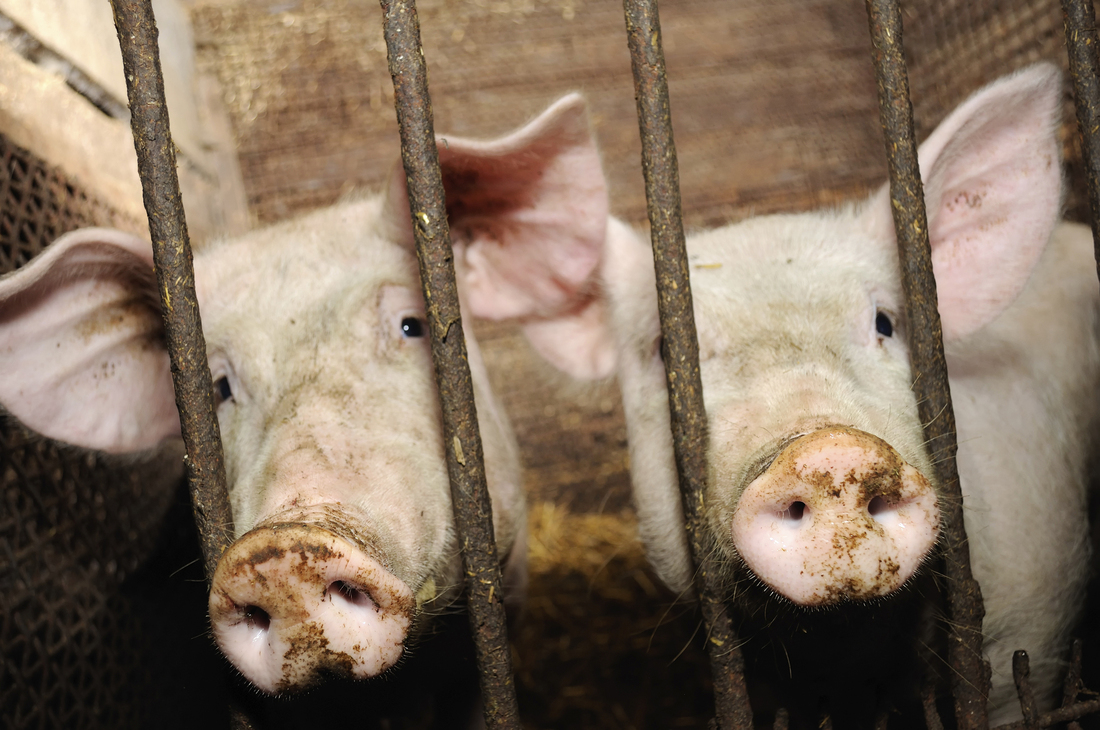 Why The Pig Is The Most Loved And Most Loathed Animal On The Plate ...