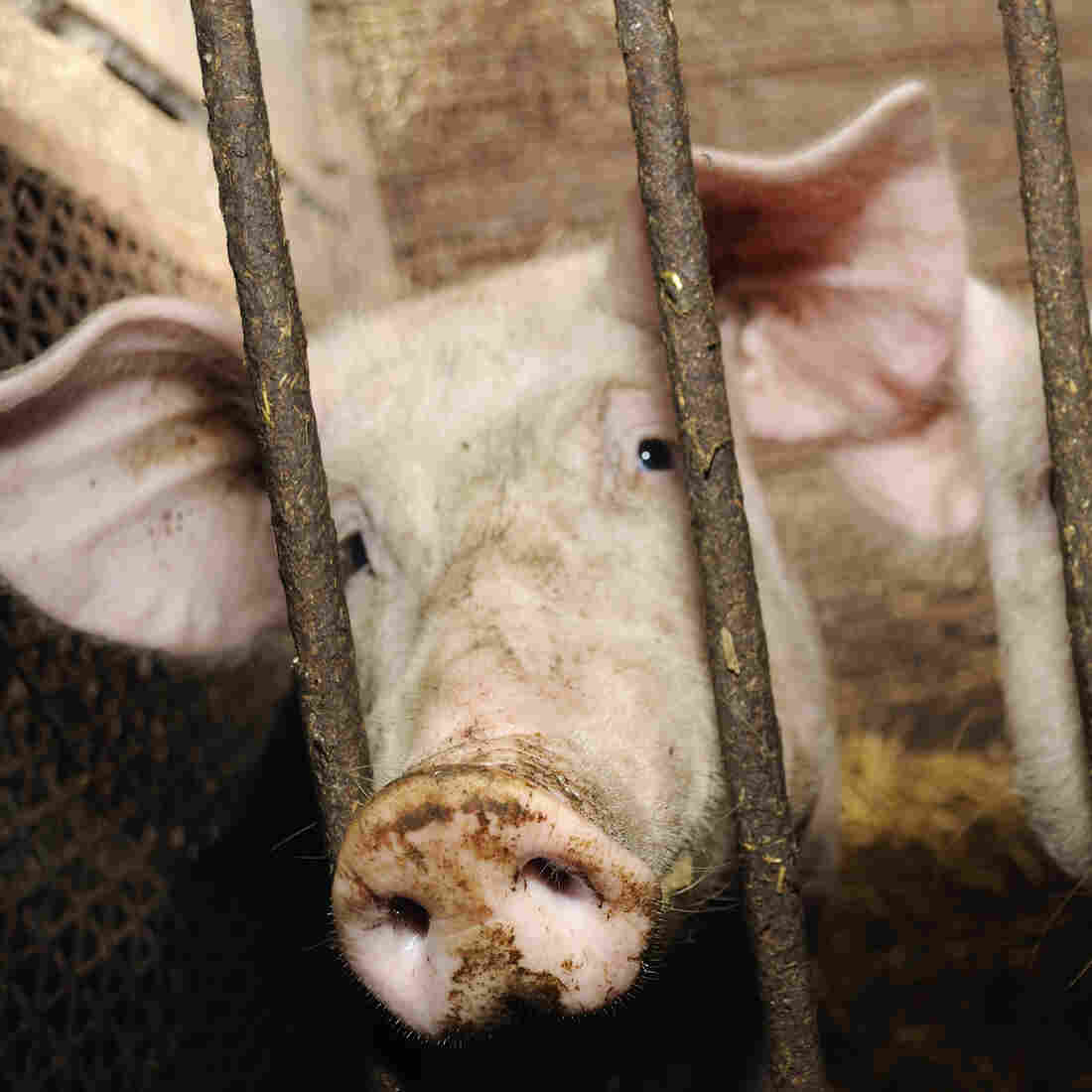 Here's What Some Of The Best-Fed Pigs in America Have For Lunch : The ...