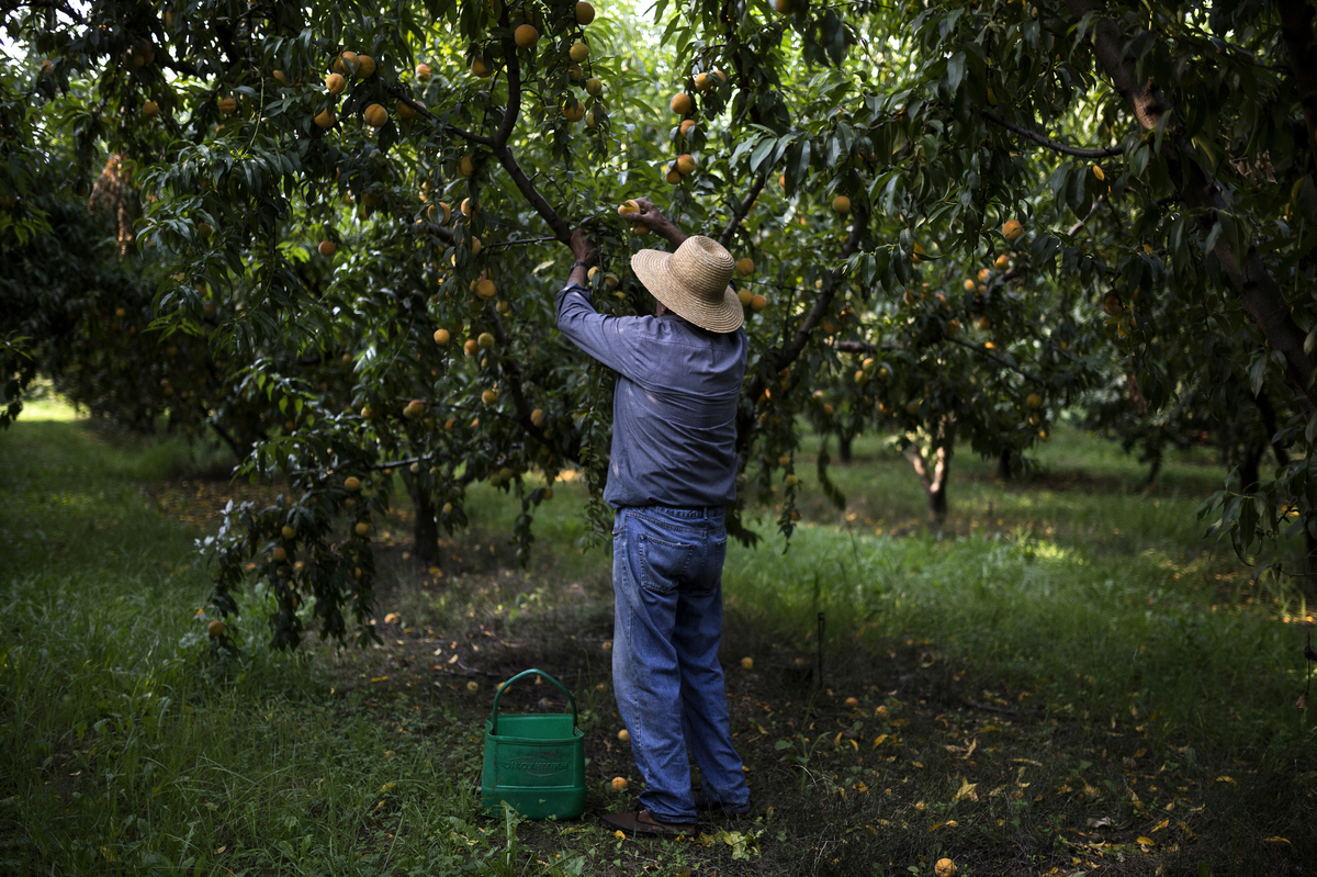 For Greece's Farmers, Growing Pressure To Be More Competitive ...