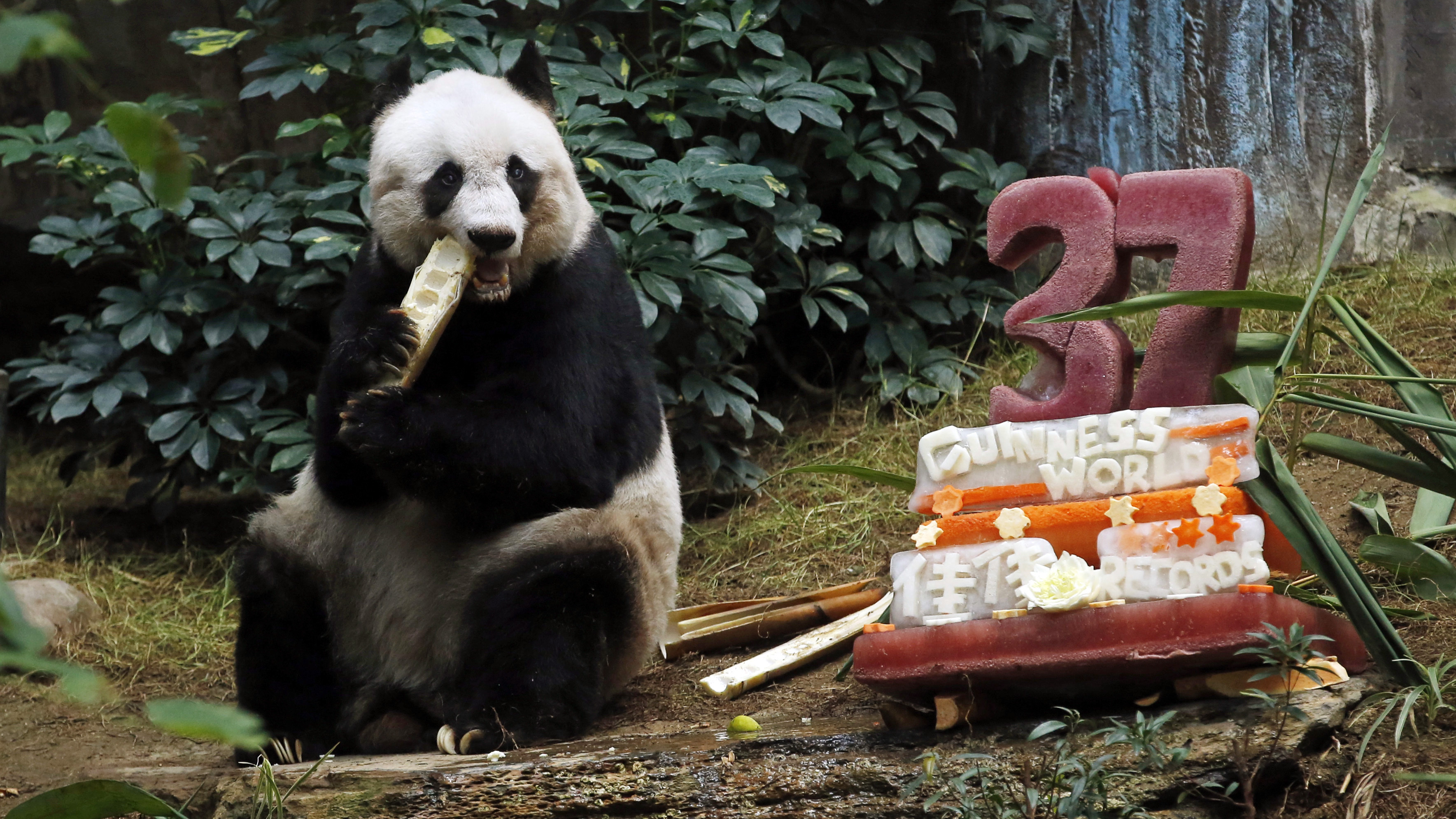 Giant Panda Jia Jia Celebrates 37th Birthday And 2 Guinness World ...