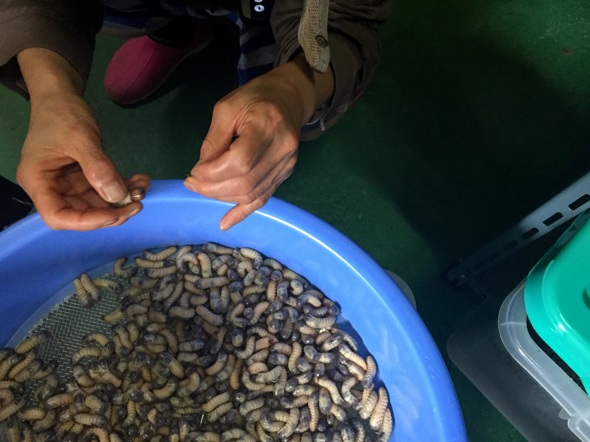 Tired Of The Seoul-Sucking Rat Race, Koreans Flock To Farming : The ...