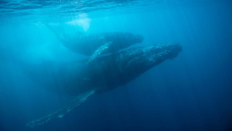 Close Listening: Decoding Nature Through Sound : NPR