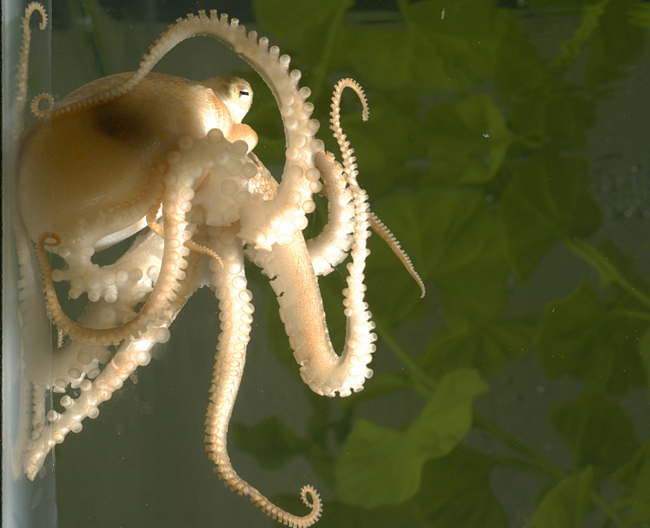 Octopus Genome Offers Insights Into One Of Ocean's Cleverest Oddballs : NPR