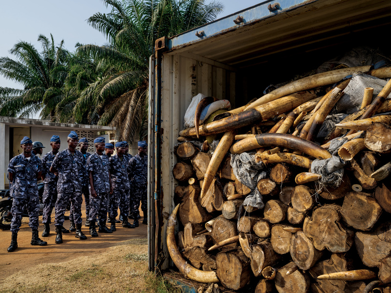 GPS Trackers In Fake Elephant Tusks Reveal Ivory Smuggling Route ...