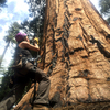 Iconic Sequoia 'Tunnel Tree' Brought Down By California Storm : The Two ...
