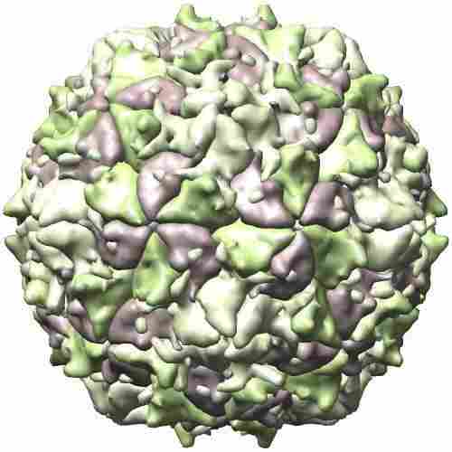 A Man Shed Live Polio Virus In His Stool For 28 Years : Goats and Soda ...