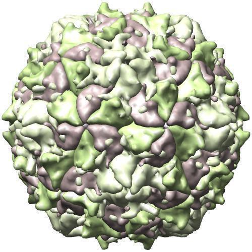 A Man Shed Live Polio Virus In His Stool For 28 Years : Goats and Soda ...