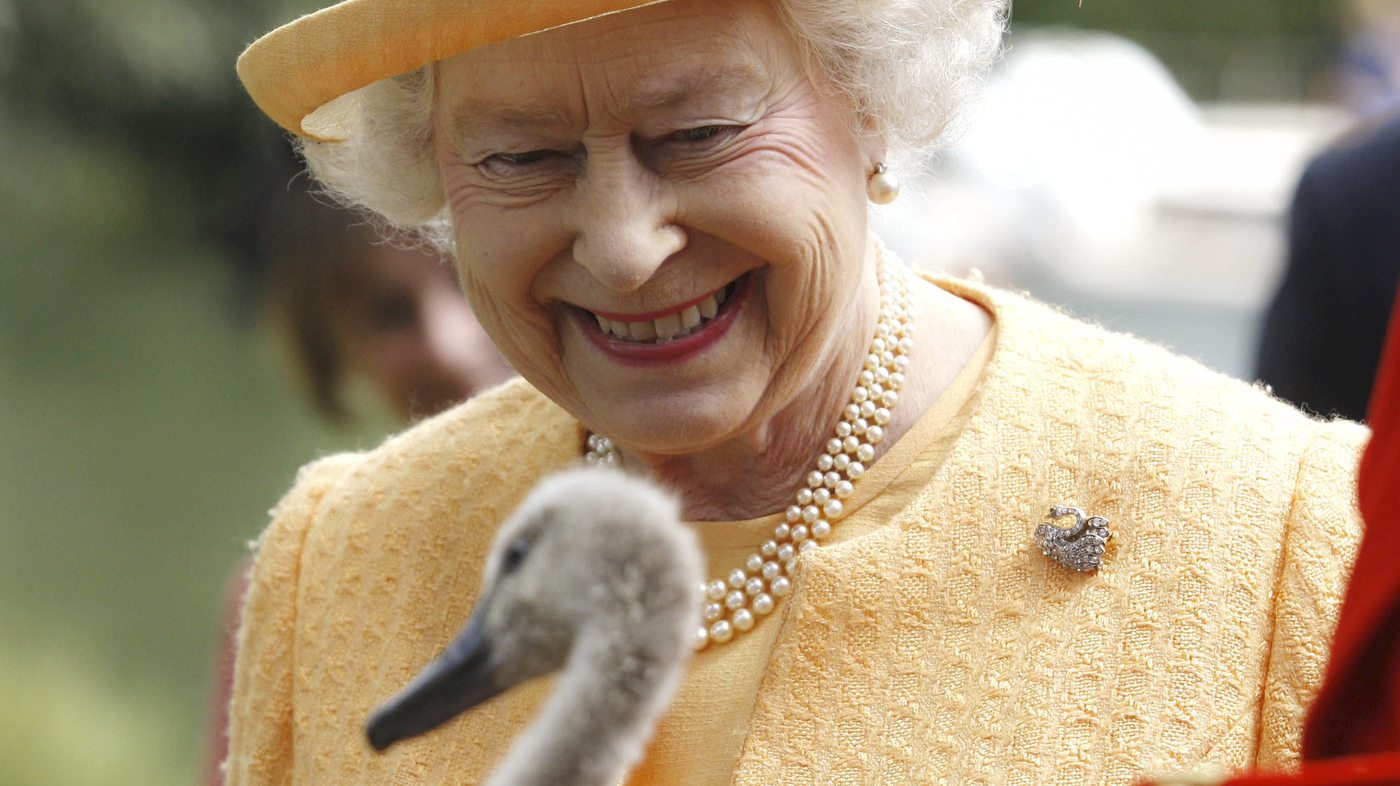 In Britain, Who's Tormenting The Queen's Swans? : Parallels : NPR