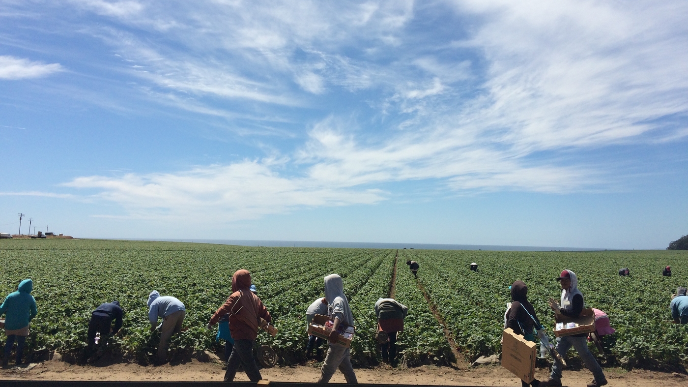 Farmworkers See Jobs, Earnings Shrivel In California Drought : The Salt ...