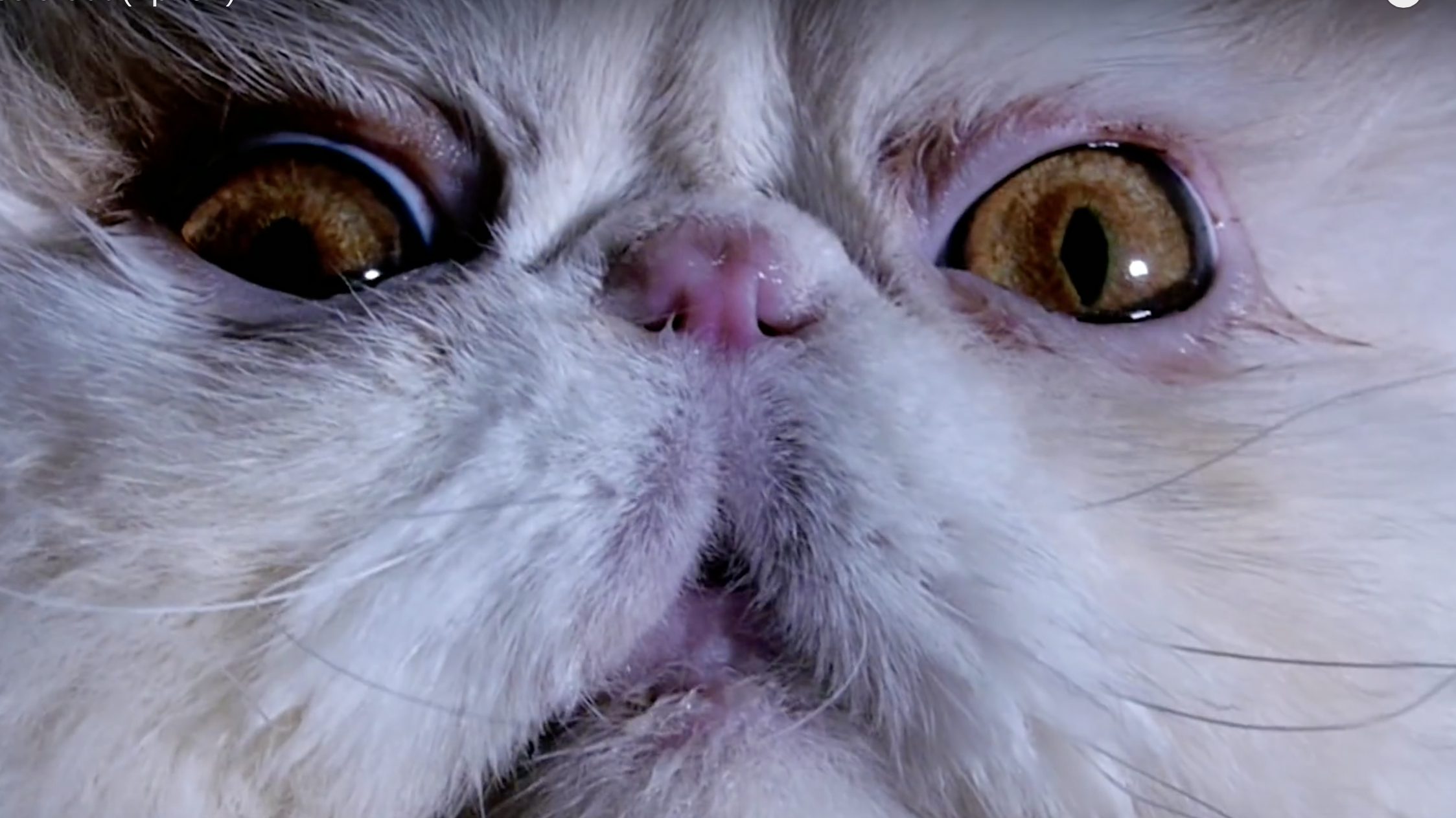 Beware: This Post Contains (Super! Epic!) Cat Video : All Songs ...