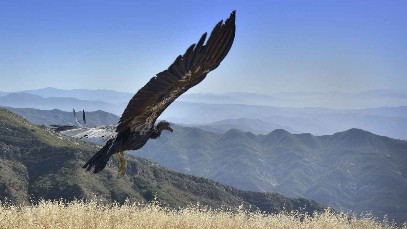 Small Shocks Help Enormous Birds Learn To Avoid Power Lines : NPR