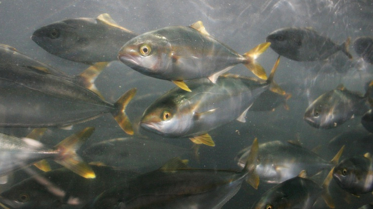 Huge Fish Farm Planned Near San Diego Aims To Fix Seafood Imbalance ...