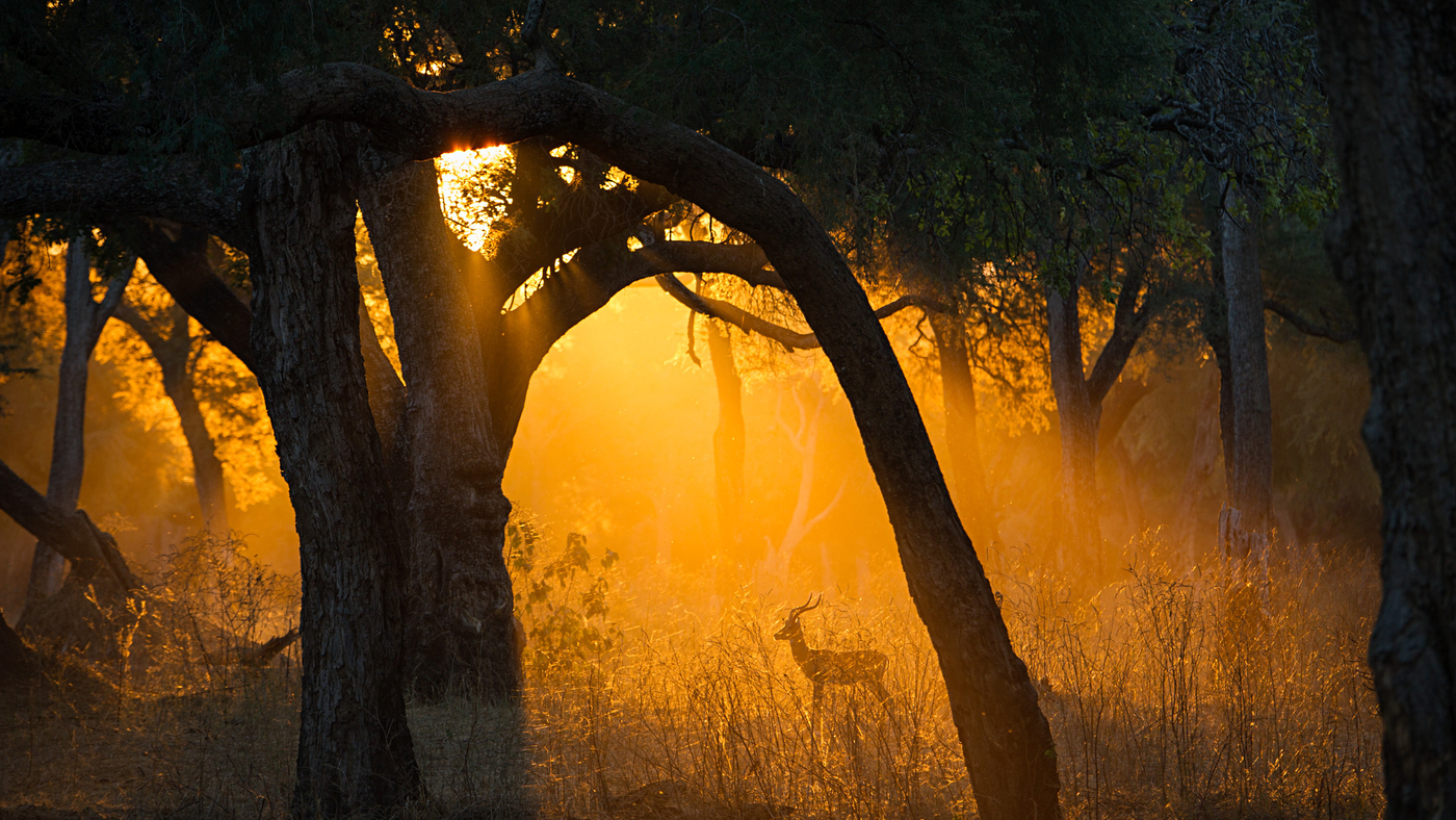 Tree Counter Is Astonished By How Many Trees There Are : Goats and Soda ...