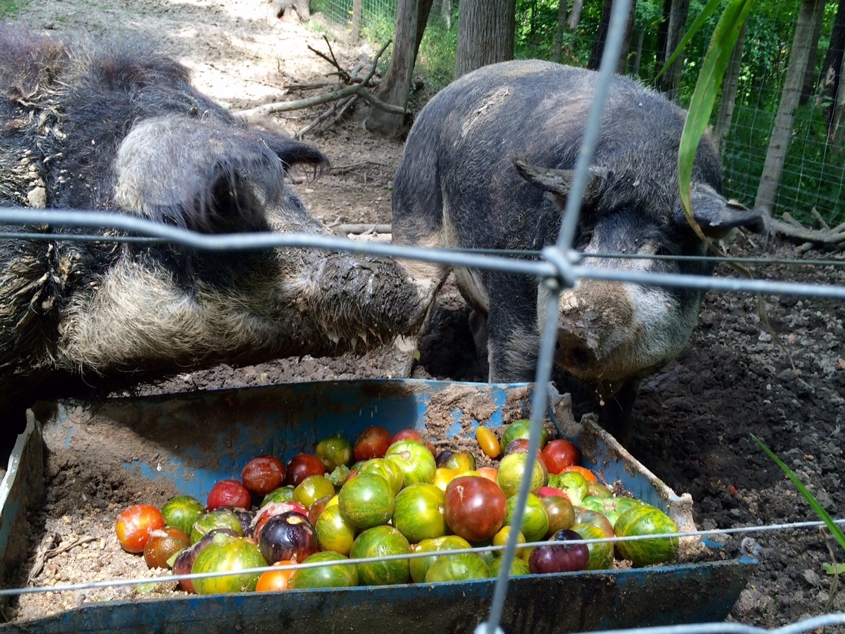 WATCH: I'll Have What These Pigs Are Having | WBUR