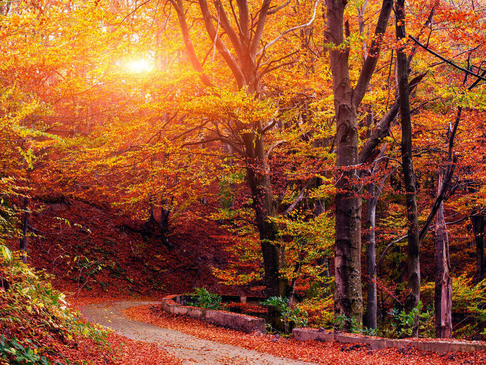 Autumn Serenade: The Fall Music Puzzler : All Songs Considered : NPR