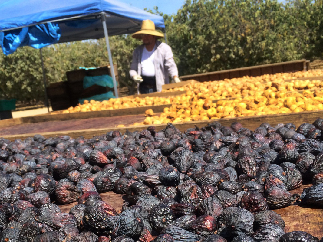 Fancy A Fig? California's Growers Desperately Hope You Do : The Salt : NPR