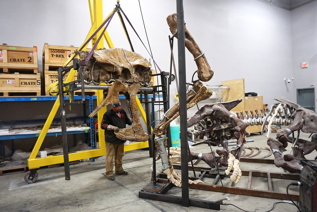'Nation's T. Rex' Strikes A Rapacious Pose : NPR