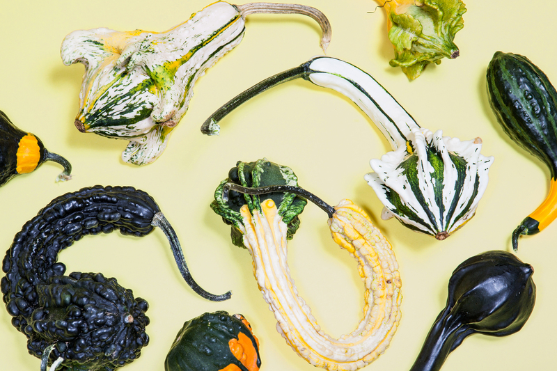 Good Gourd! What's With All The Weird-Looking Squash? : The Salt : NPR