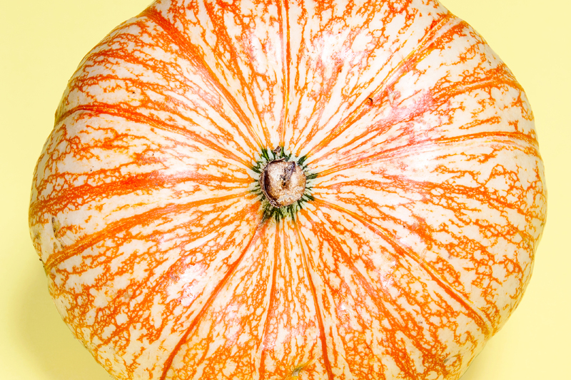 Good Gourd! What's With All The Weird-Looking Squash? : The Salt : NPR