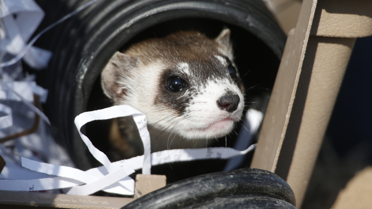 Black-Footed Ferrets Have 'Big Bad Teeth' And A New Home : The Two-Way ...