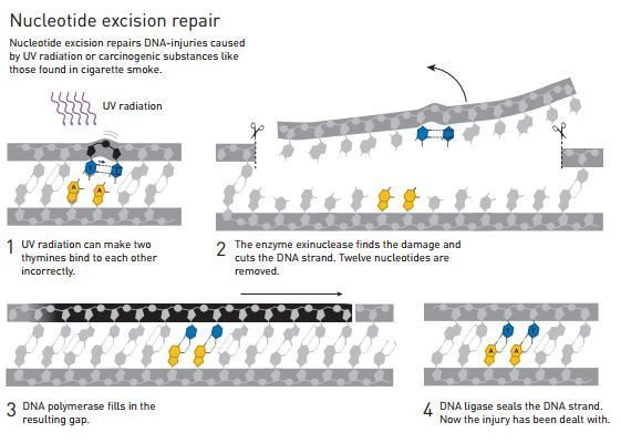 Nucleotide Excision Repair Of Dna Damage
