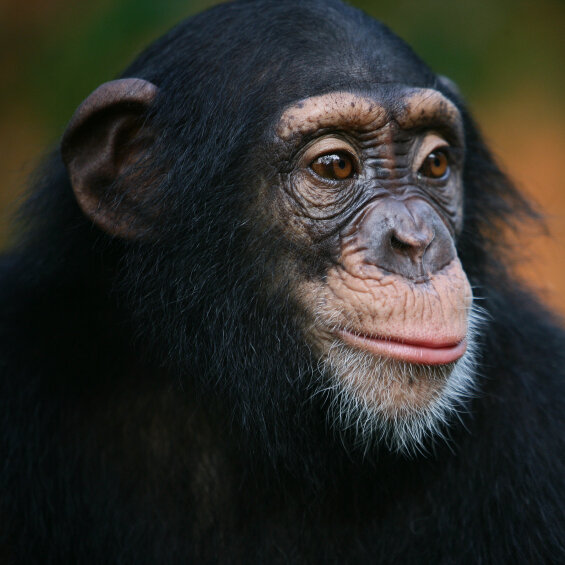 Skunk Ape Chimpanzee