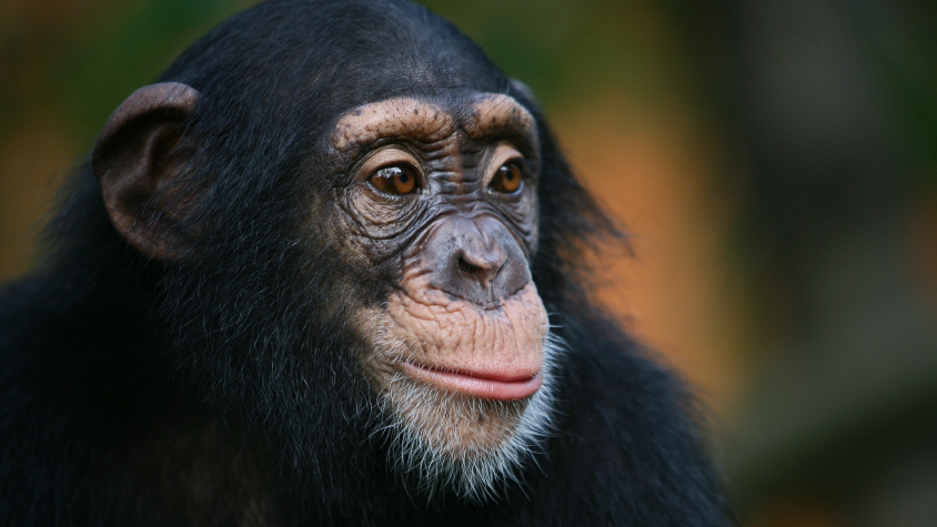 Are We Ex-Apes? A Story Of Human Evolution : 13.7: Cosmos And Culture : NPR