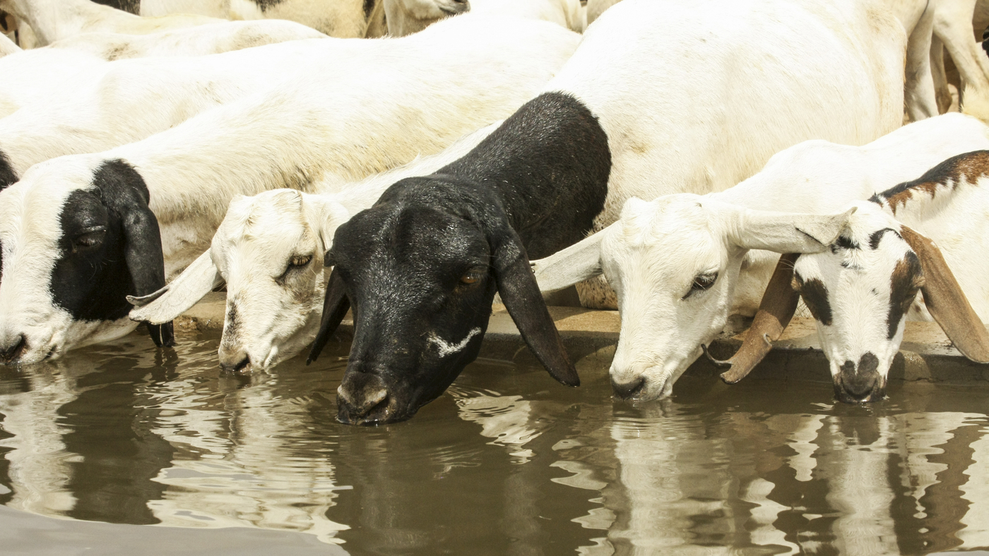 Goats Who Eat Soap Are The Enemy Of Global Handwashing Day : Goats and ...