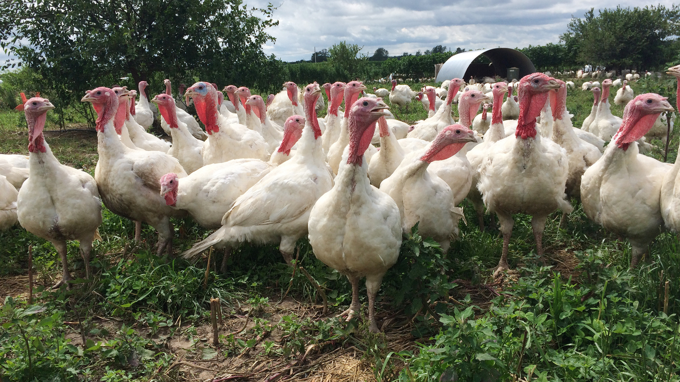 Small Meat Producers Take Their Slaughterhouse Gripes To Congress : The ...