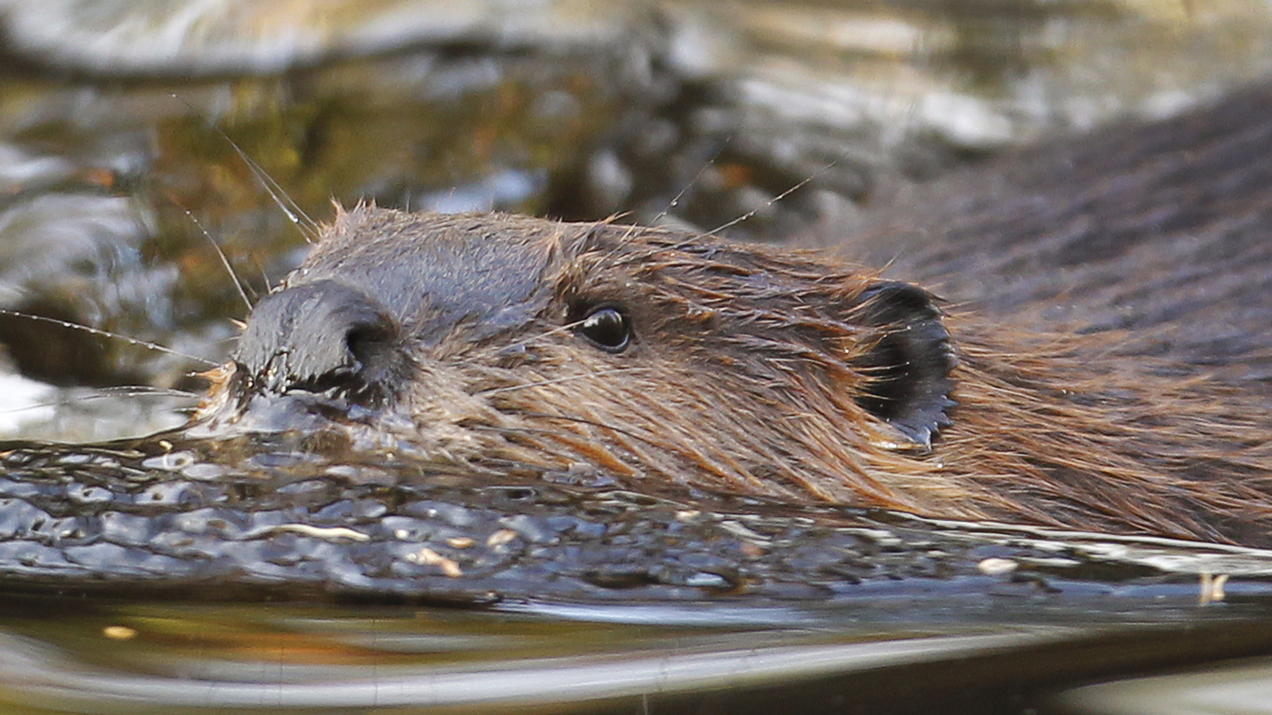 WATCH: Long-Lost Parachuting Beaver Footage From 1950 : The Two-Way : NPR