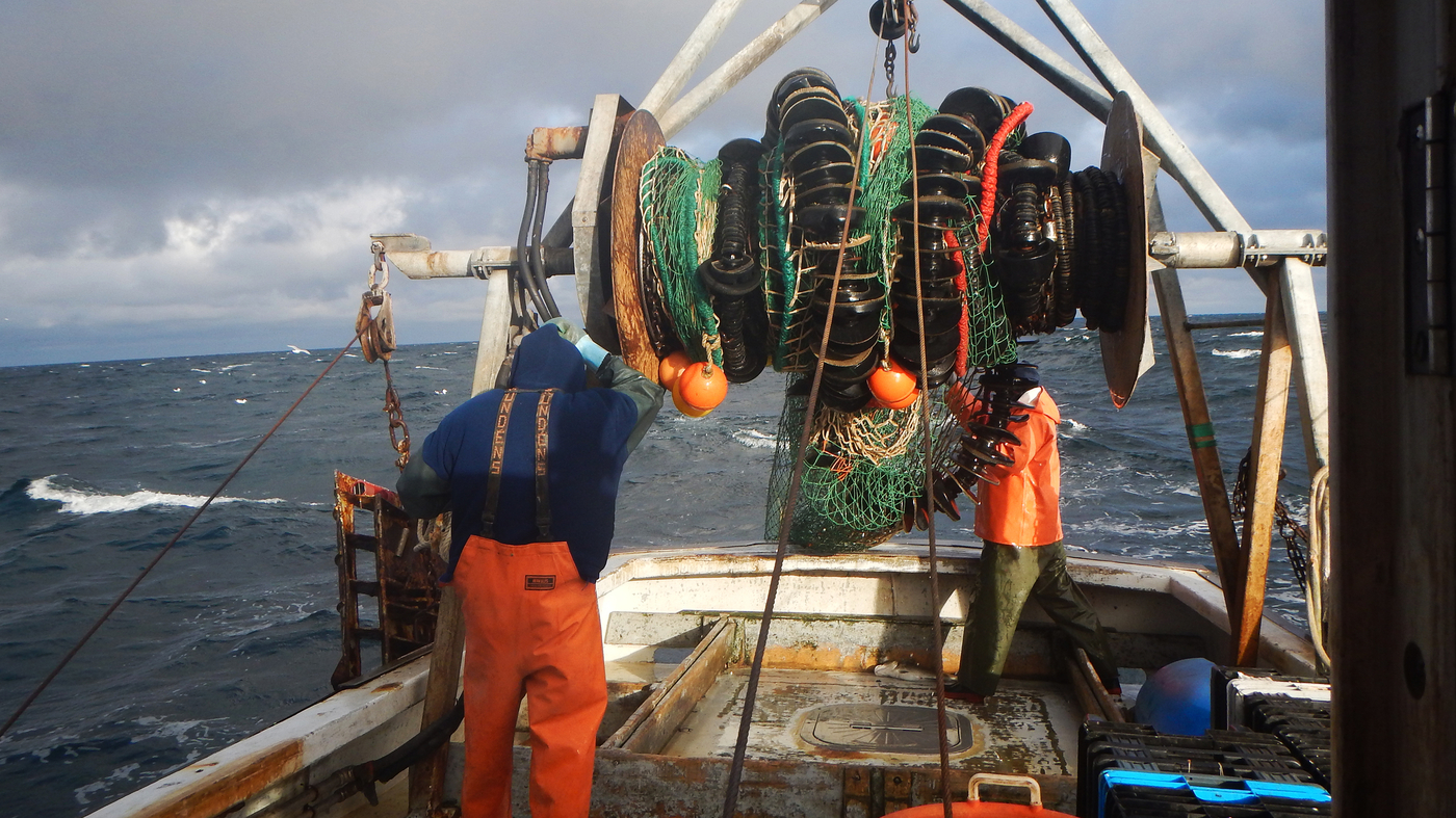 Why Is It So Hard To Save Gulf Of Maine Cod? They're In Hot Water : The ...