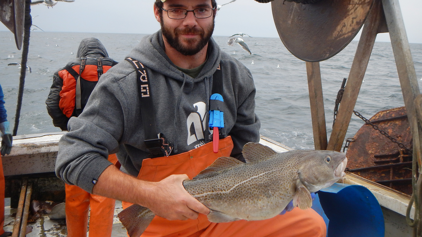 Why Is It So Hard To Save Gulf Of Maine Cod? They're In Hot Water : The ...