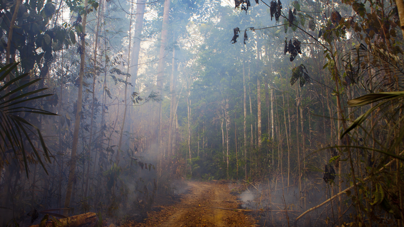 In The Amazon's Fire Season, 'You Either Burn Or You Starve' : NPR