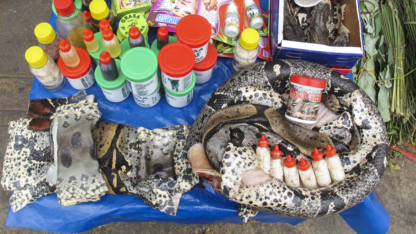 In Peru, Folk Remedies Like Frog Smoothies Are Comfort Food : The Salt ...