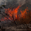 Brazilian Amazon Ravaged By Tens Of Thousands Of Fires, As ...