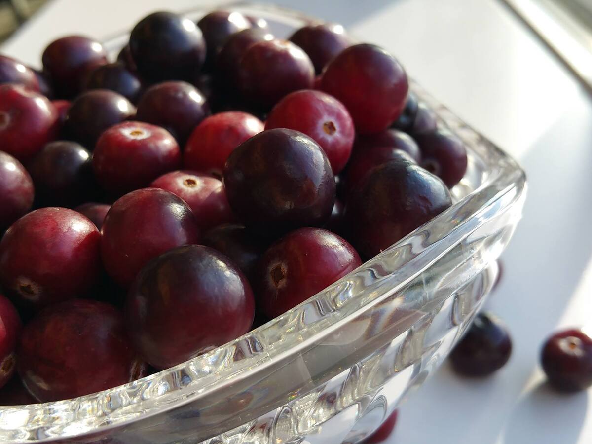 We Tried A Futuristic Cranberry. It Was Fresh And Naturally Sweet : The ...