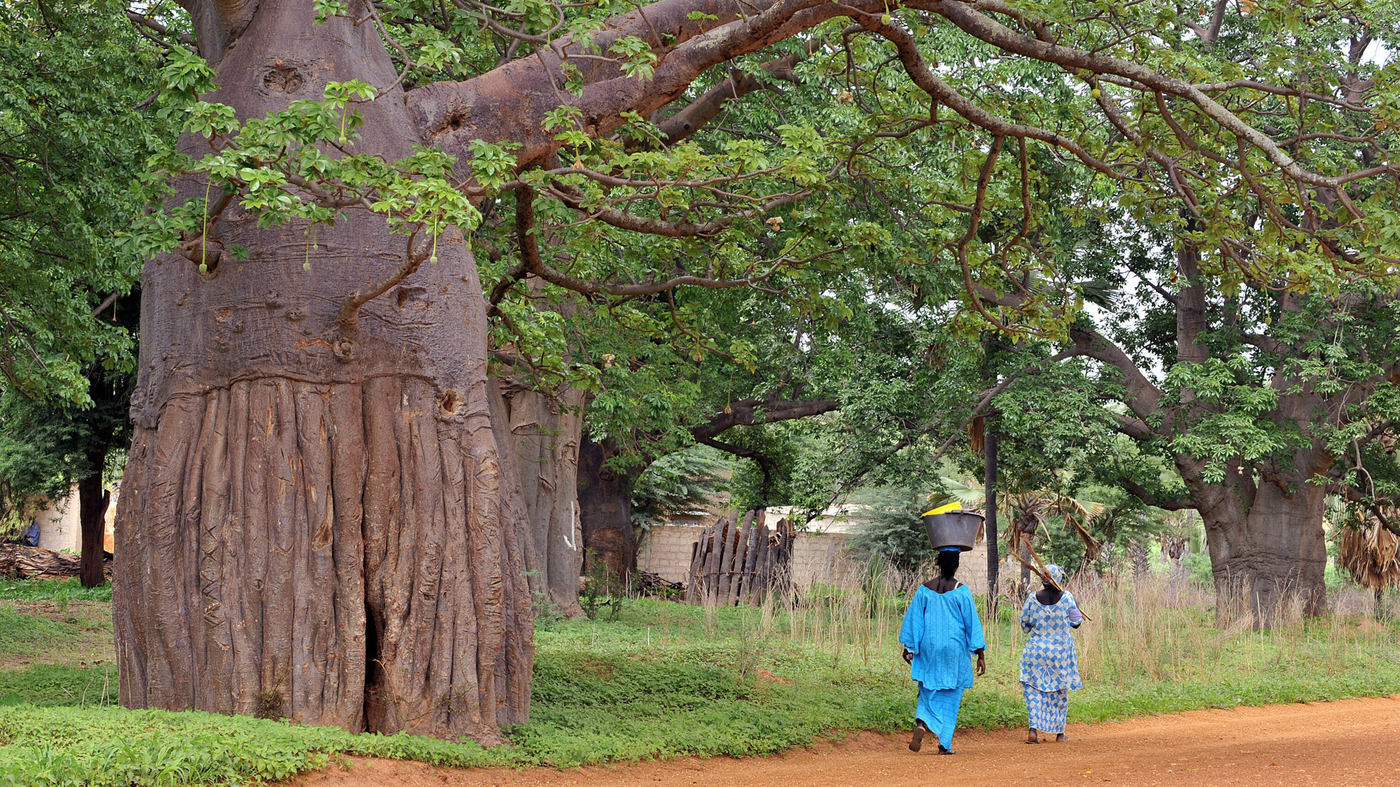 Facing Droughts, Senegal Teaches Its Farmers To Make The Most Of What ...