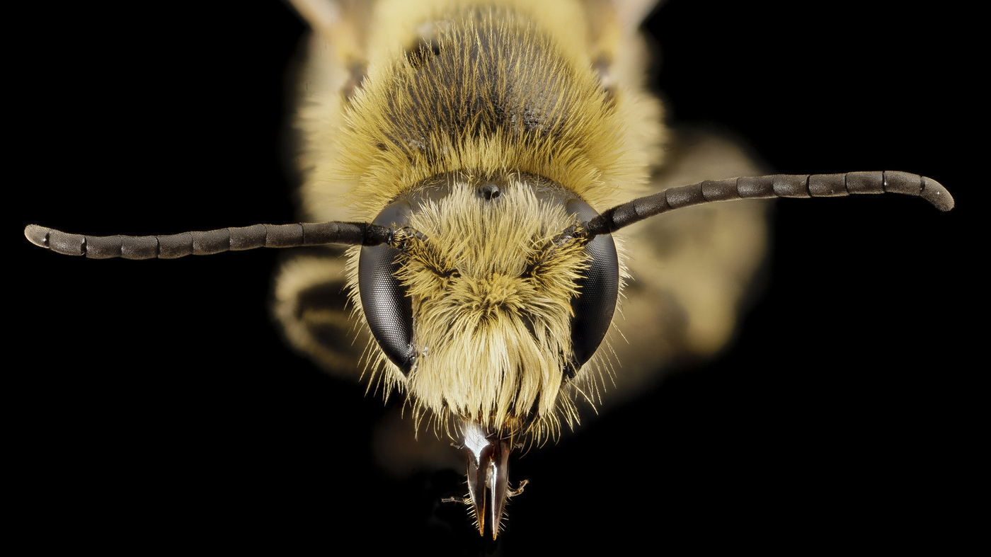 Thanksgiving Buzz: What Would Pilgrims Say About The Plight Of Bees ...