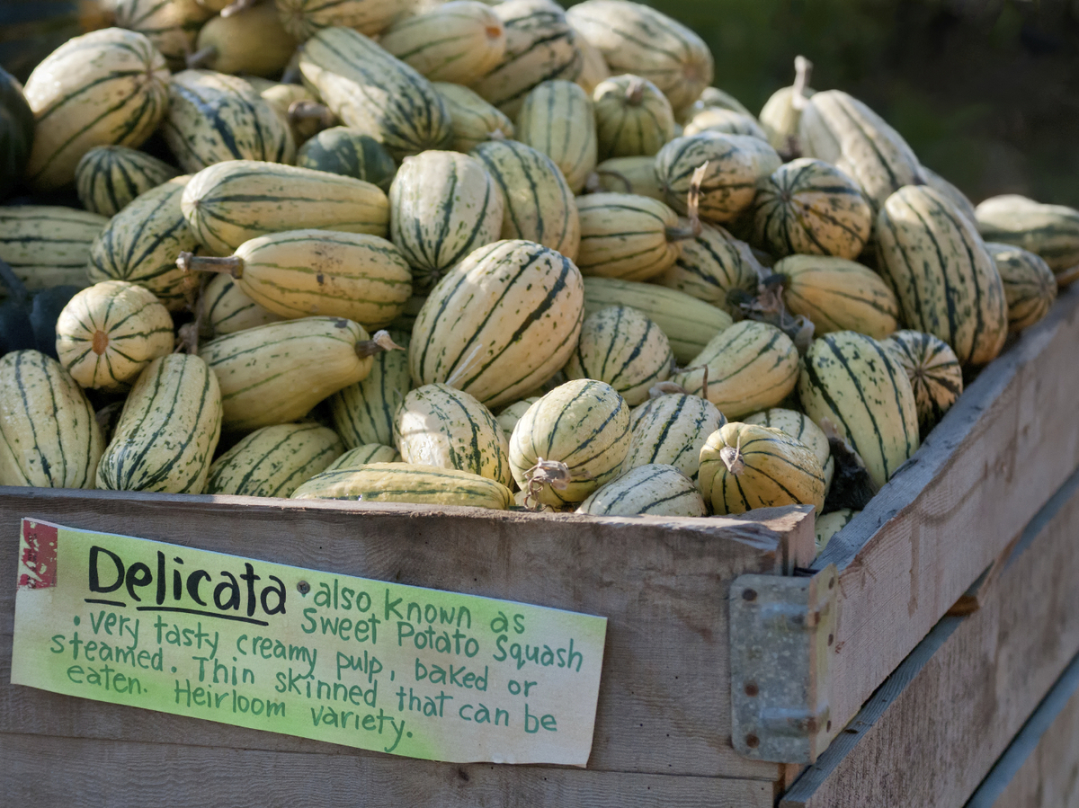 Don't Squander That Squash: Like Fine Wine, It Might Improve With Age ...