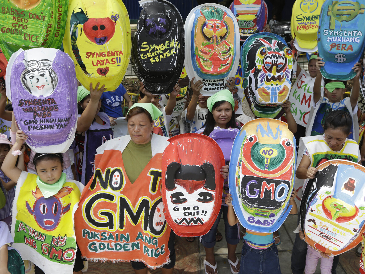 Should We Eat Golden Rice? : 13.7: Cosmos And Culture : NPR