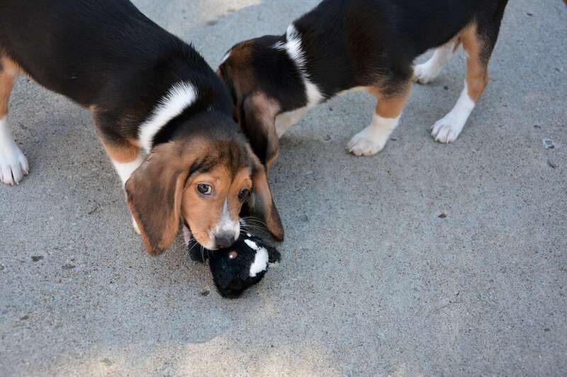 7 Bundles Of Scientific Joy: 'Test Tube Puppies' Prove IVF Can Work In ...
