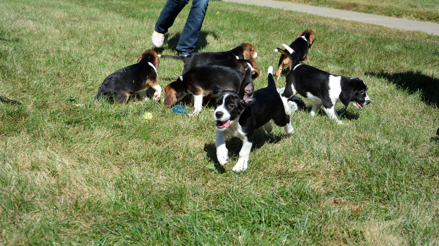 7 Bundles Of Scientific Joy: 'Test Tube Puppies' Prove IVF Can Work In ...