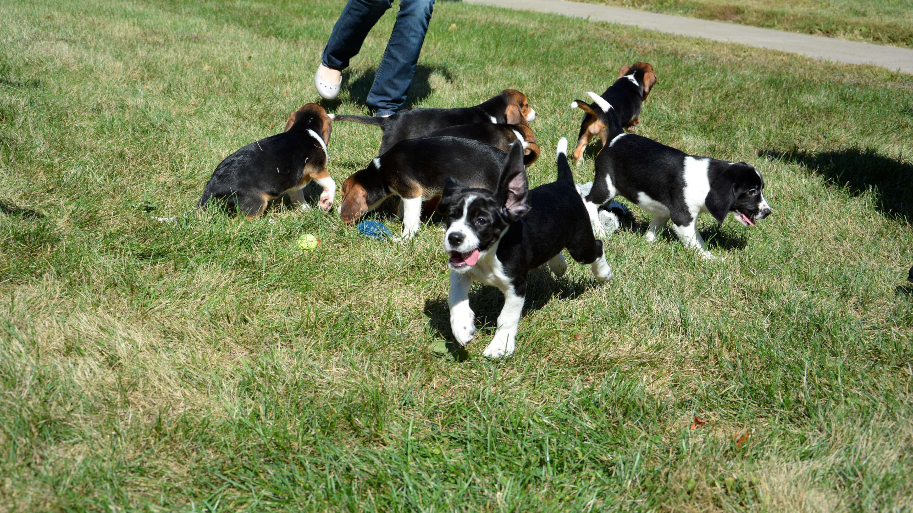 7 Bundles Of Scientific Joy: 'Test Tube Puppies' Prove IVF Can Work In ...