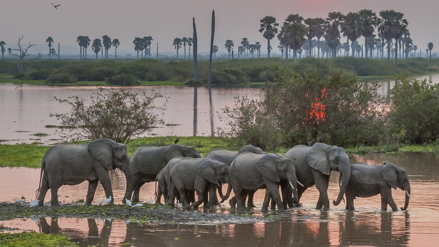 The Rapidly Disappearing Elephants Of Tanzania : Parallels : NPR