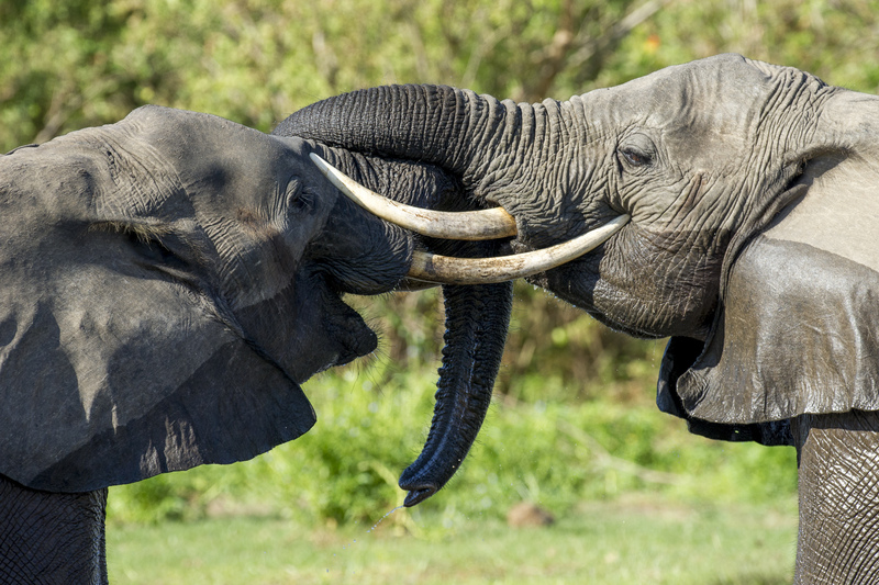 The Rapidly Disappearing Elephants Of Tanzania : Parallels : NPR