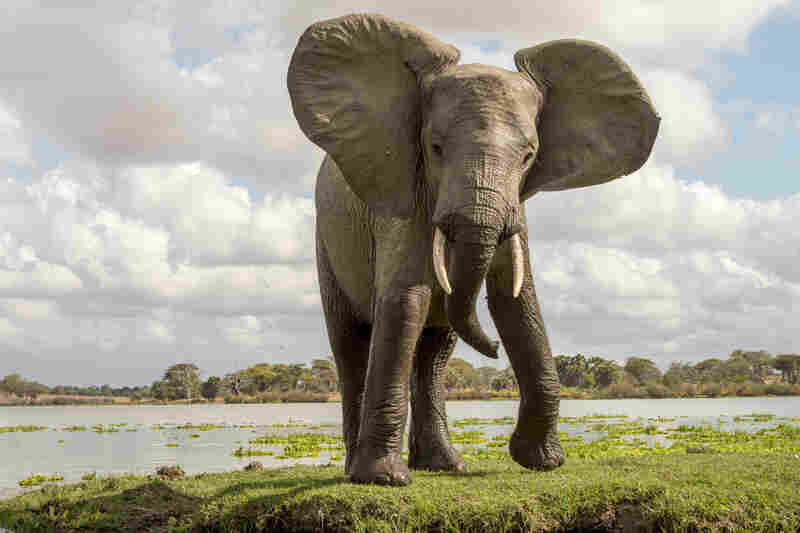 The Rapidly Disappearing Elephants Of Tanzania : Parallels : NPR