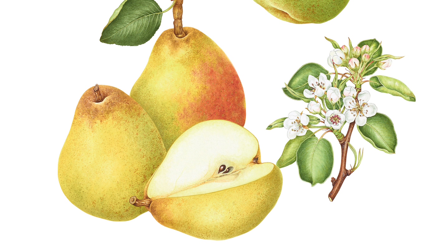 'The Book Of Pears': A Love Letter To A Once Pre-Eminent Fruit : The ...