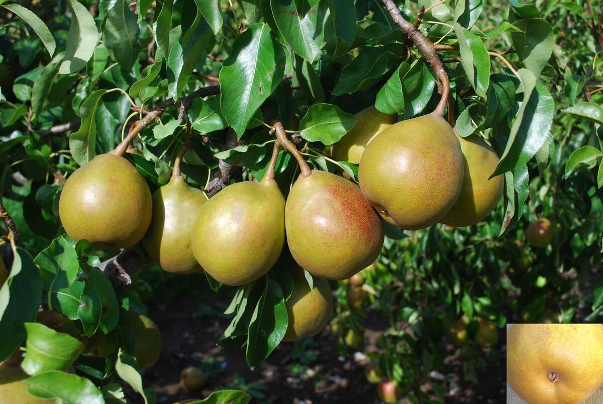 'The Book Of Pears': A Love Letter To A Once Pre-Eminent Fruit : The ...