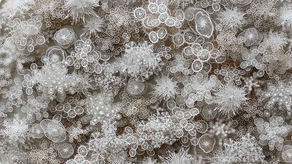 Artist Creates Paper Wonderlands Inspired By Bacteria : Shots - Health ...